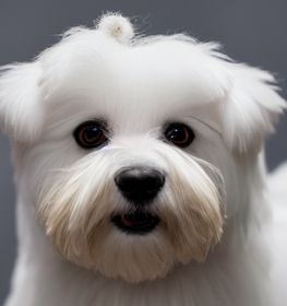 Wee-Chon Information & Dog Breed Facts | Dogell.com